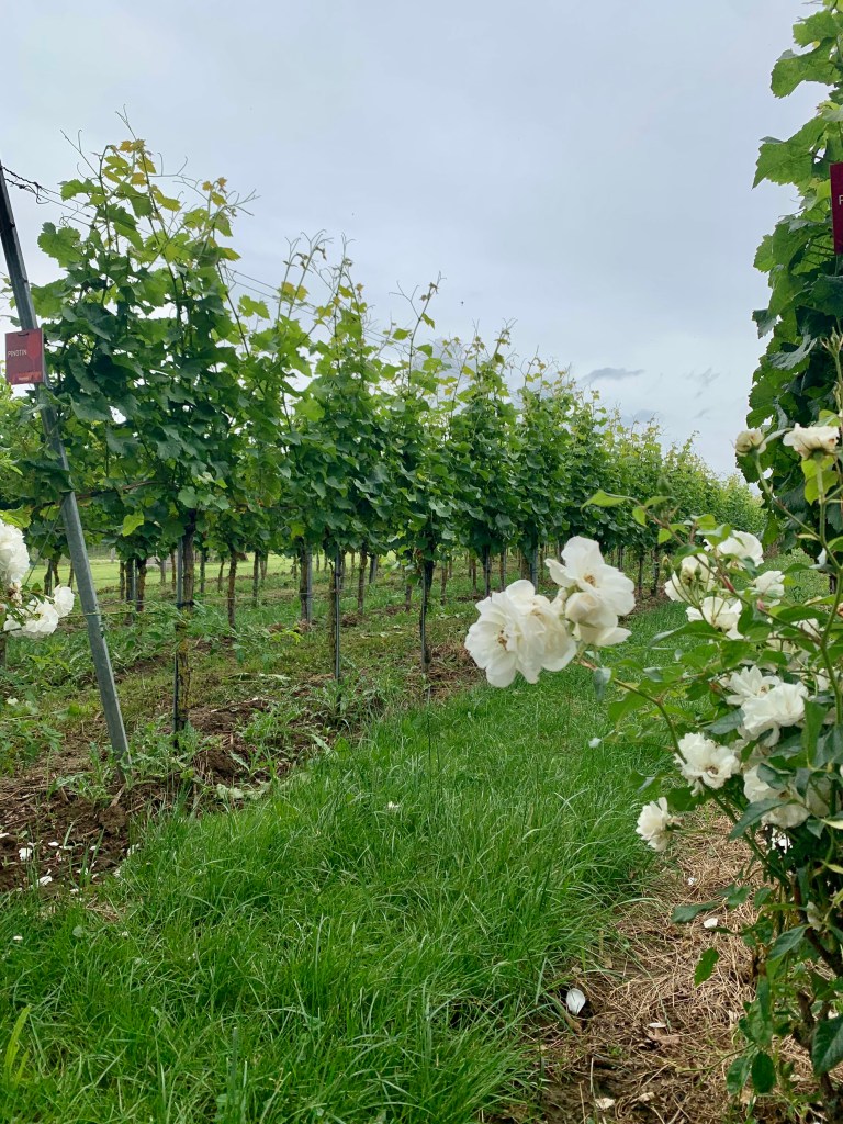 Het Hageland ontdekken met njam! en Jeroen De Pauw - Picnic Pleasures